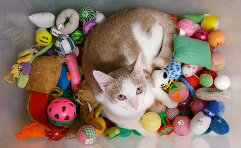 Meow Factor - Cary Magazine