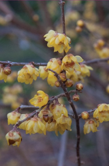 Sweet Wintersweet - Cary Magazine