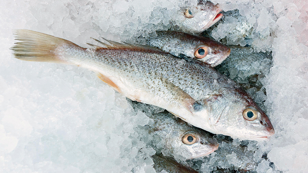 Local Fish - Cary Magazine