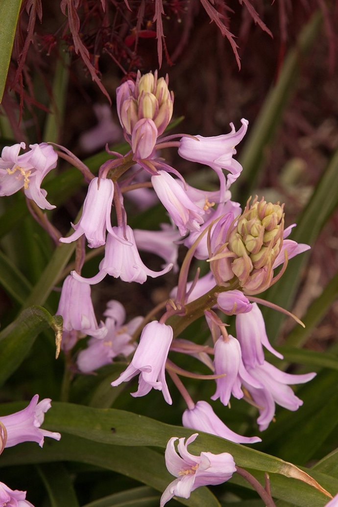 The Ring of Spanish Bluebells - Cary Magazine
