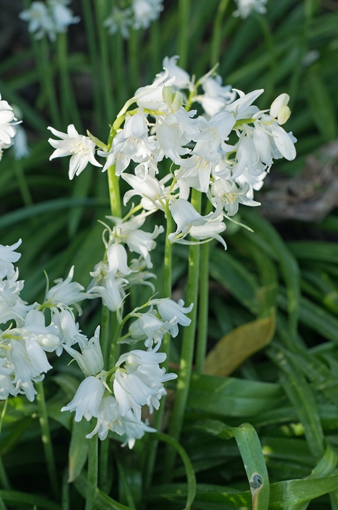 The Ring of Spanish Bluebells - Cary Magazine