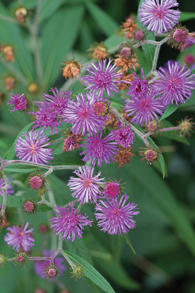 Ironweed: Purple Reign - Cary Magazine