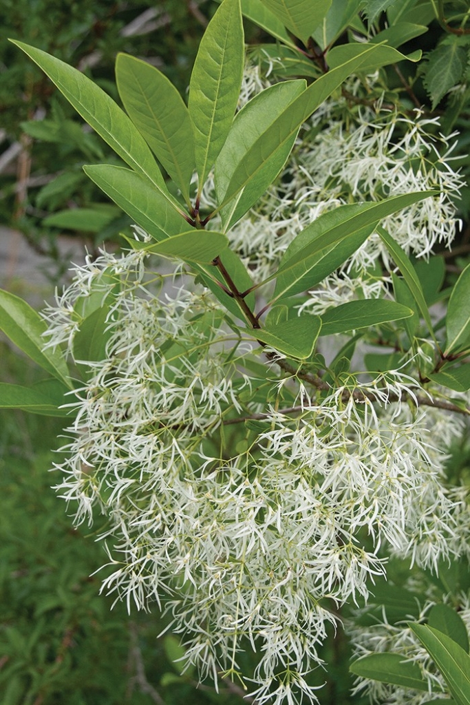 Garden Adventurer: Fringe Gardening - Cary Magazine