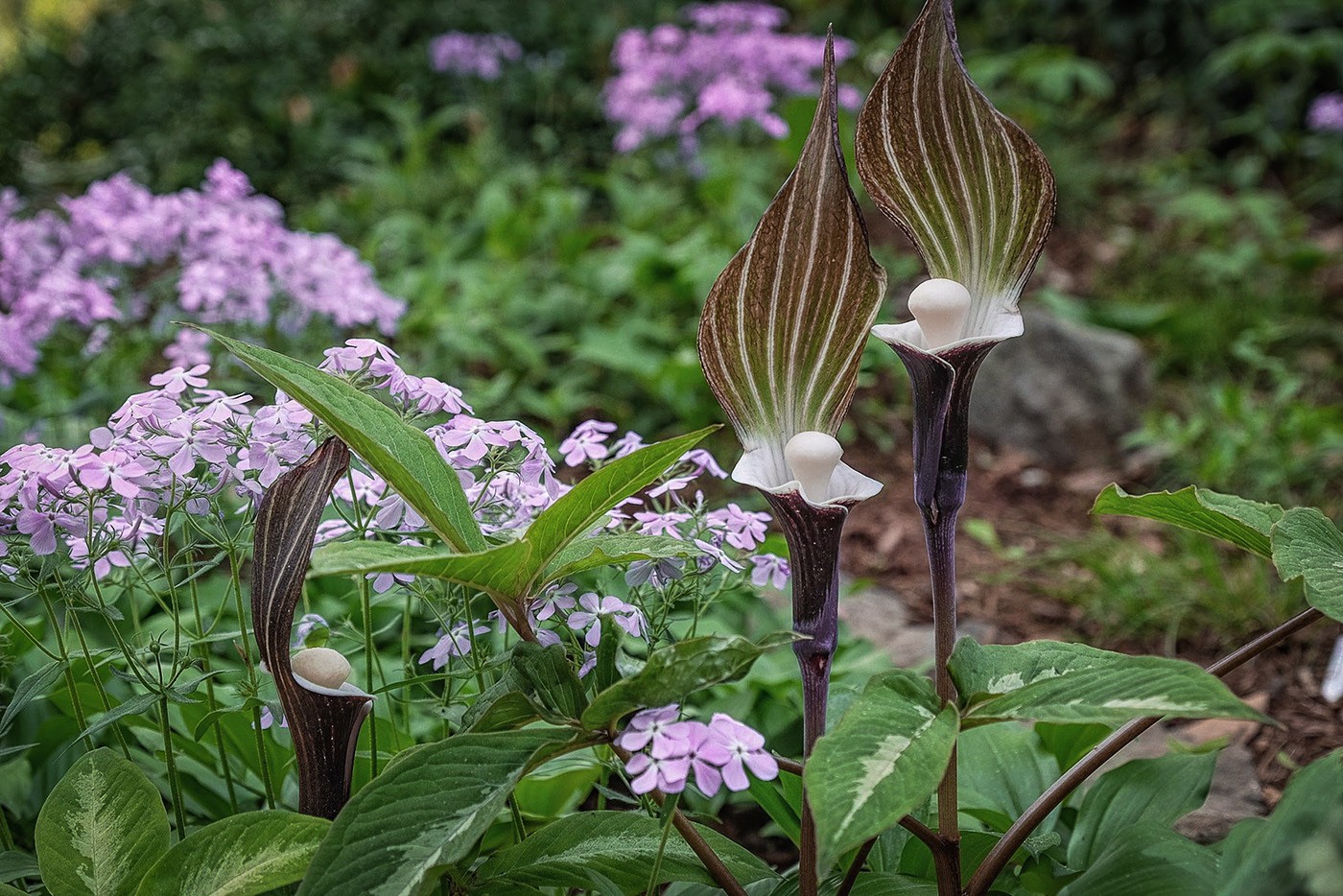 Tour the Juniper Level Botanic Garden - Cary Magazine
