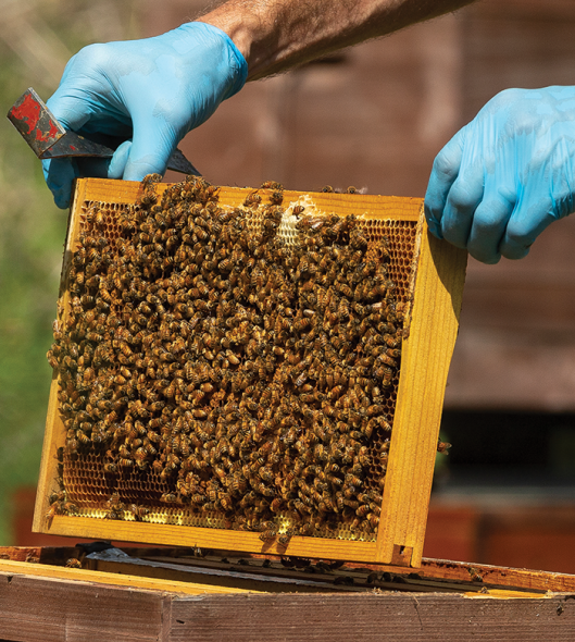 Hive Mind - Cary Magazine