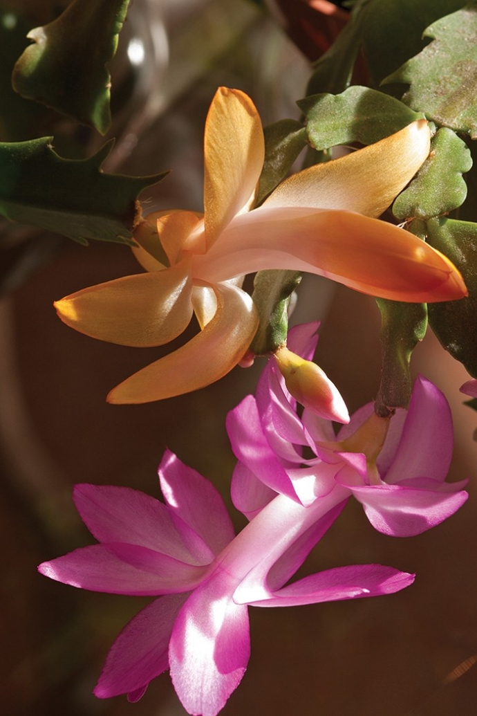 Garden Adventurer: The Curious Case of the Christmas Cactus - Cary Magazine