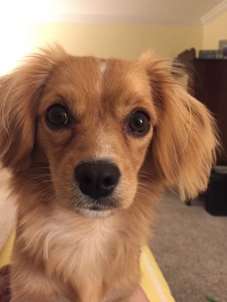 Pets on Parade - Cary Magazine