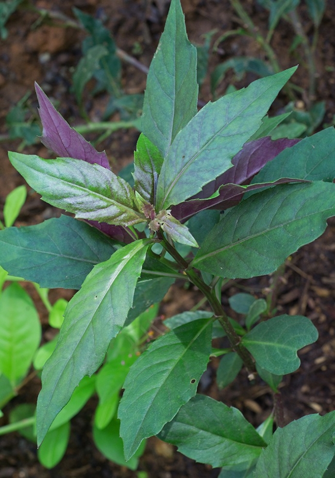 Garden Adventurer: Summer Spinach - Cary Magazine