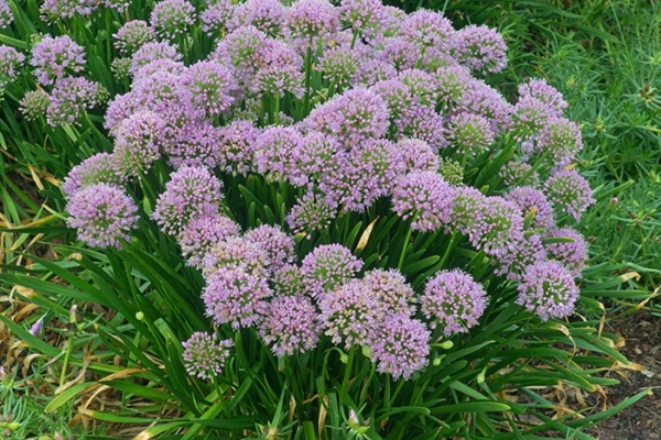 Garden Adventurer: ‘Millenium’ Allium is More Than a Spellcheck - Cary ...