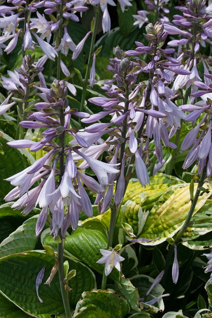 Garden Adventurer: August Lilies - Cary Magazine