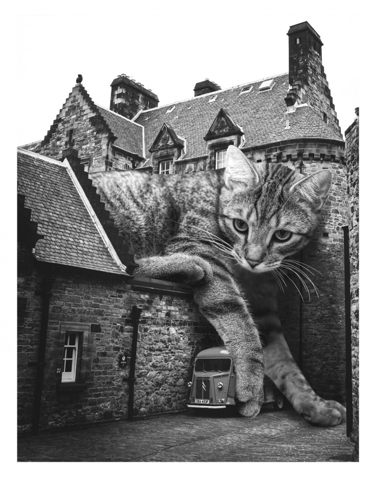 The Surreal Cat Art of Matt McCarthy - Cary Magazine