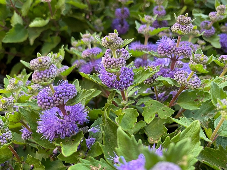 Garden Adventurer: Caryopteris for Cary - Cary Magazine