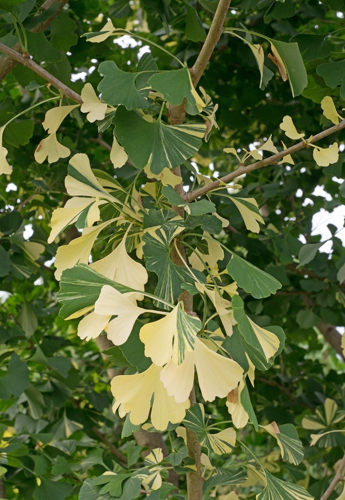Garden Adventurer: Conversation Piece: The Ginkgo Tree - Cary Magazine