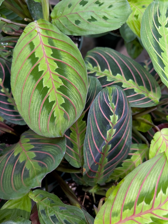 Garden Adventurer: Color Your Indoor World with Calathea - Cary Magazine
