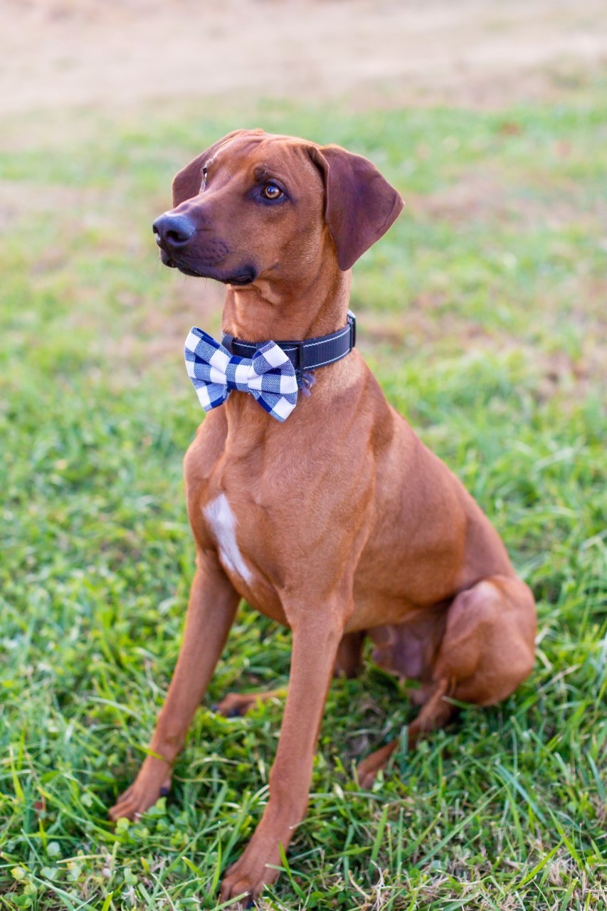 Meet the Social Media Coordinator: Arlem Mora - Cary Magazine