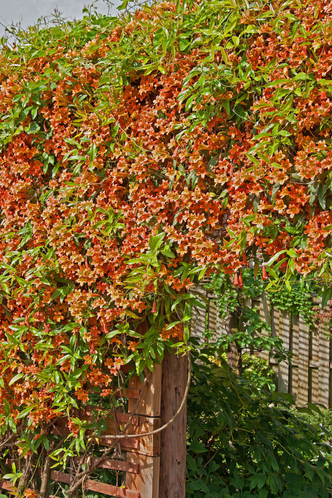 Garden Adventurer: The Bodacious Crossvine - Cary Magazine