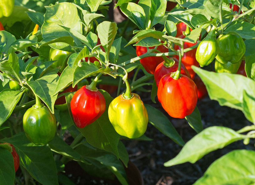 Garden Adventurer: Crape Myrtles in the Dark - Cary Magazine