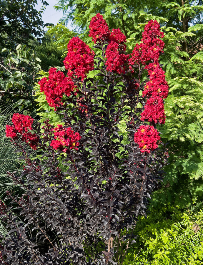 Garden Adventurer: Crape Myrtles in the Dark - Cary Magazine