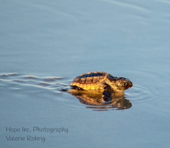 How to Be a Friend to Sea Turtles this Summer - Cary Magazine