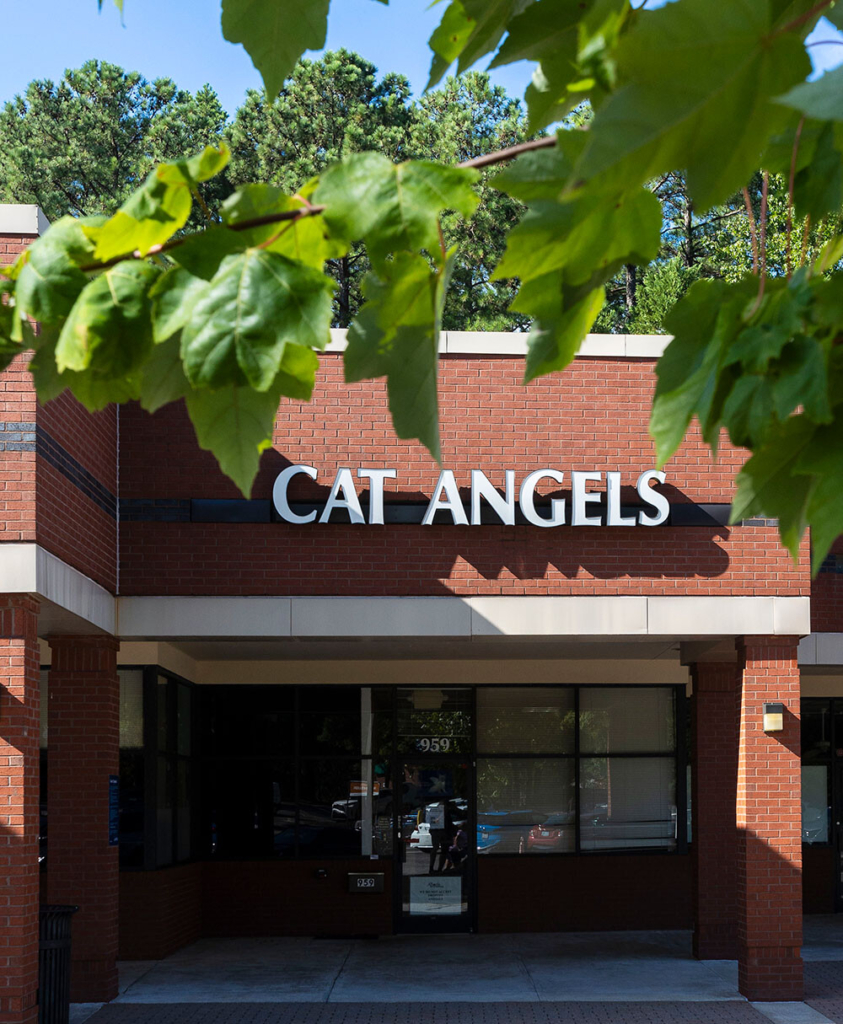 Nonprofit Spotlight: Cat Angels Pet Adoptions - Cary Magazine
