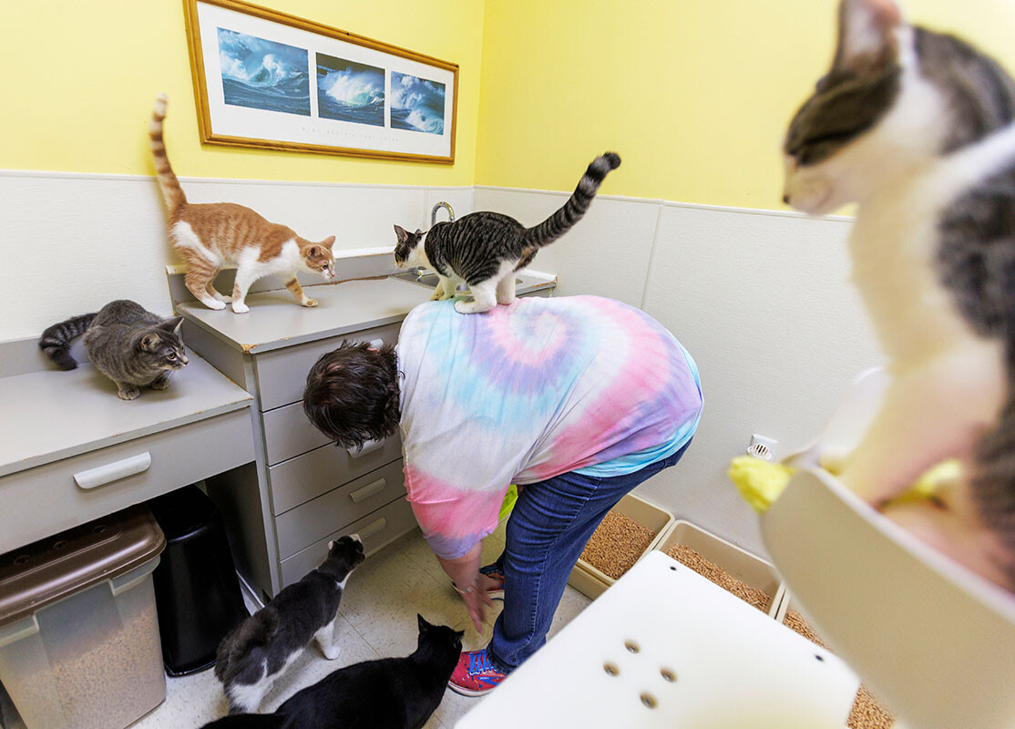 Nonprofit Spotlight: Cat Angels Pet Adoptions - Cary Magazine
