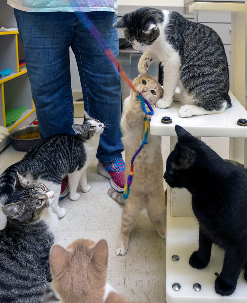 Nonprofit Spotlight: Cat Angels Pet Adoptions - Cary Magazine