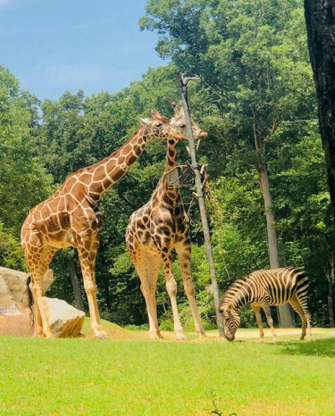 Erica Chats: Outdoor Adventures - Cary Magazine