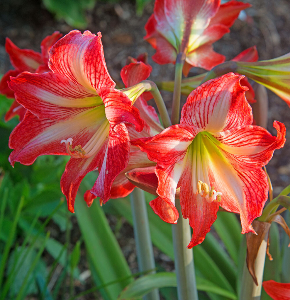 Garden Adventurer: The Ins and Outs of Amaryllis - Cary Magazine