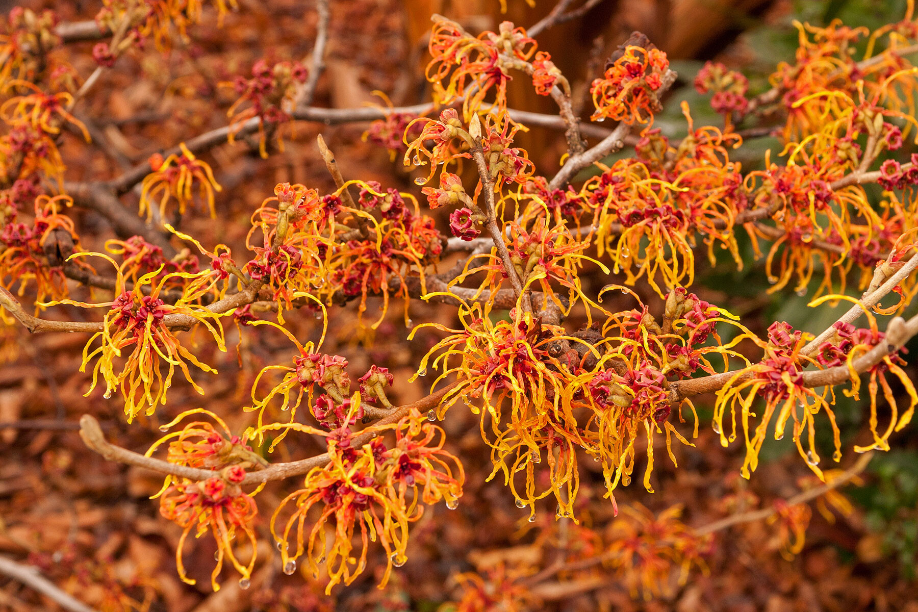 Garden Adventurer: Better Witches - Cary Magazine