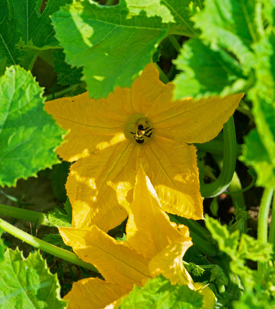 Garden Adventurer: Savoring Squash Blossoms - Cary Magazine